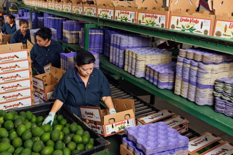Packaging and Marketing Options - McDaniel Avocado Company
